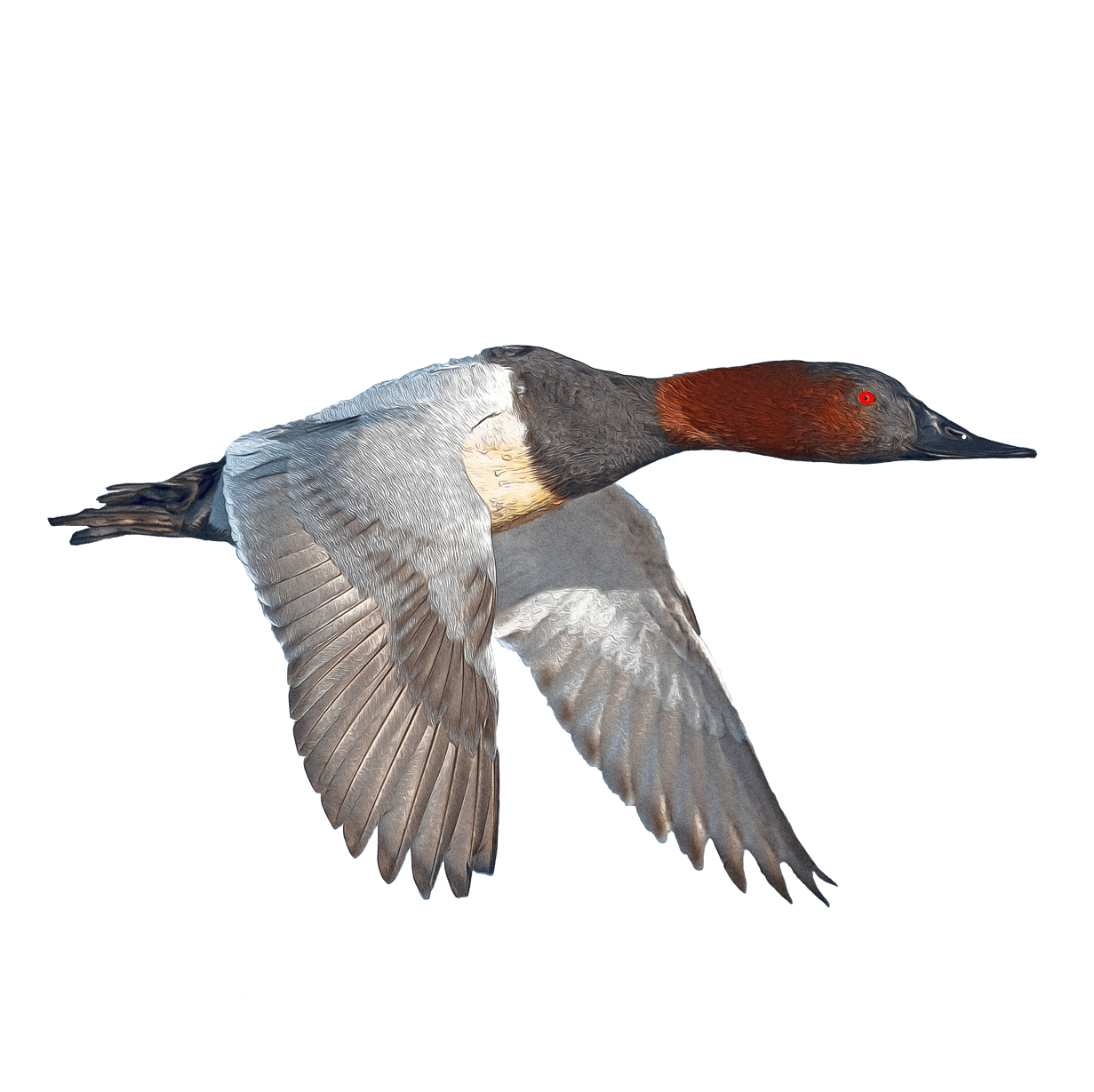 Waterfowl | State of Our Estuary