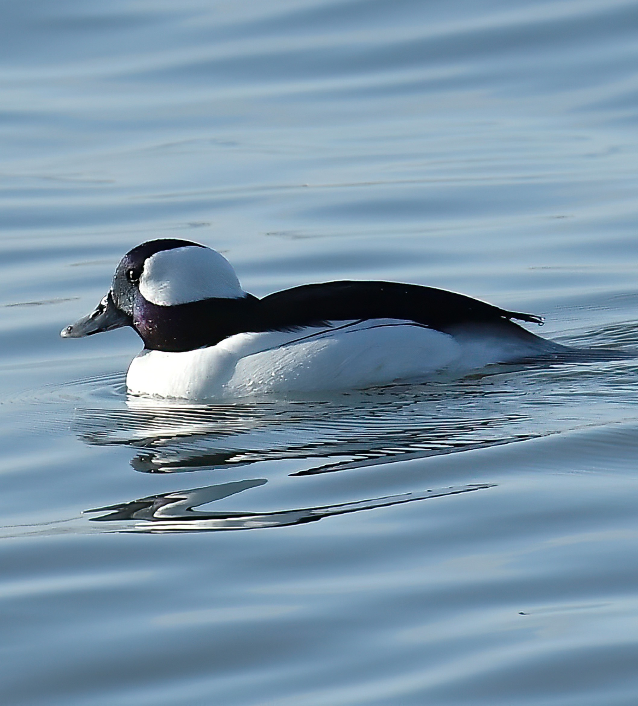 Waterfowl | State of Our Estuary