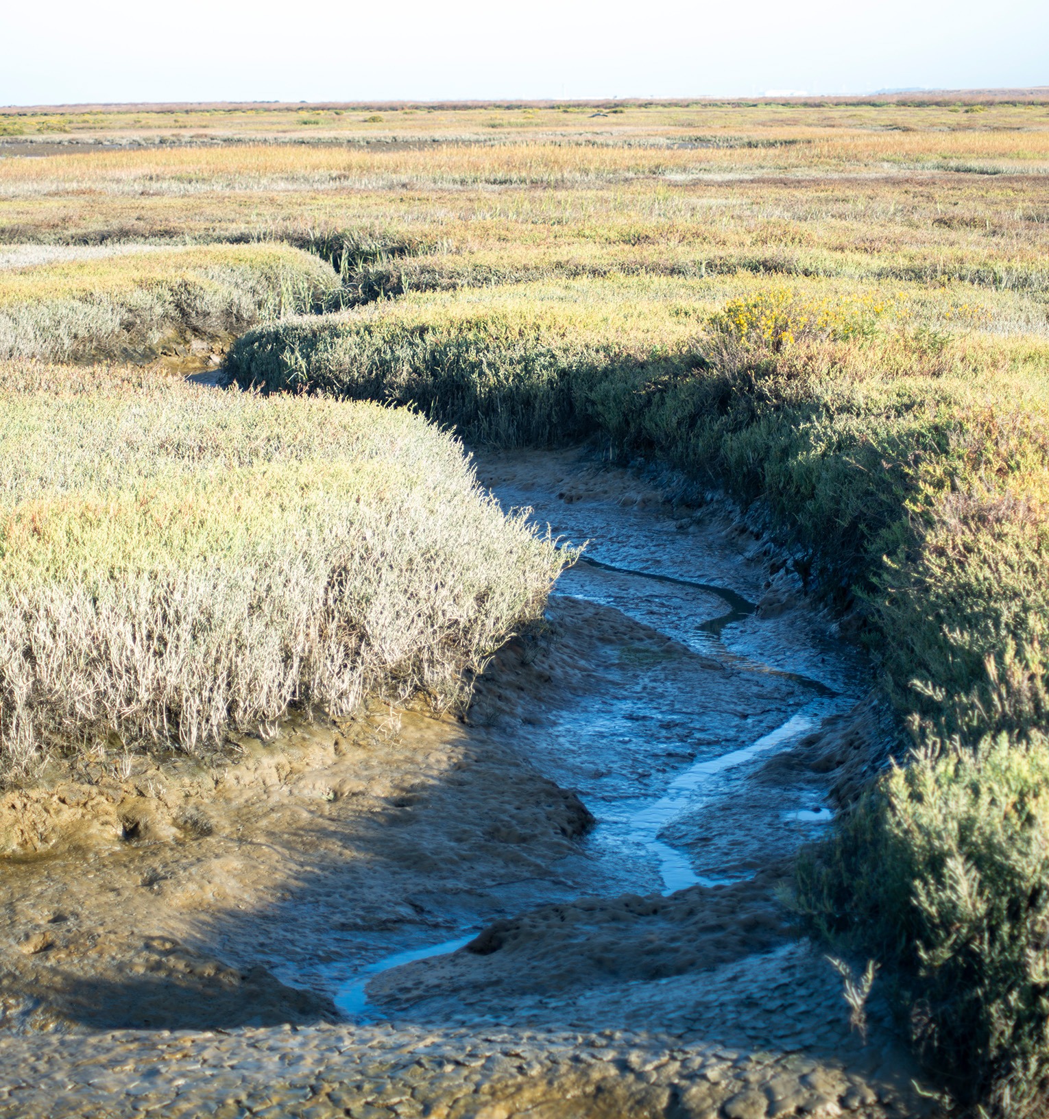 Tidal Marsh Birds | State of Our Estuary
